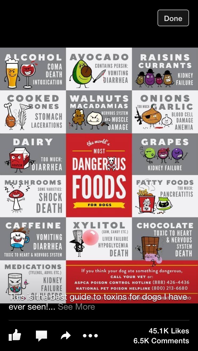 K-9 Club – Nettles Island